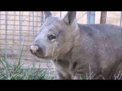 Breeding benefits when love bites wombats on | EurekAlert!