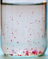 Direct Electron Transfer Between Bacteria (1 | EurekAlert!