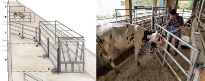 Training Dairy Cows with Posit [IMAGE] | EurekAlert! Science News Releases