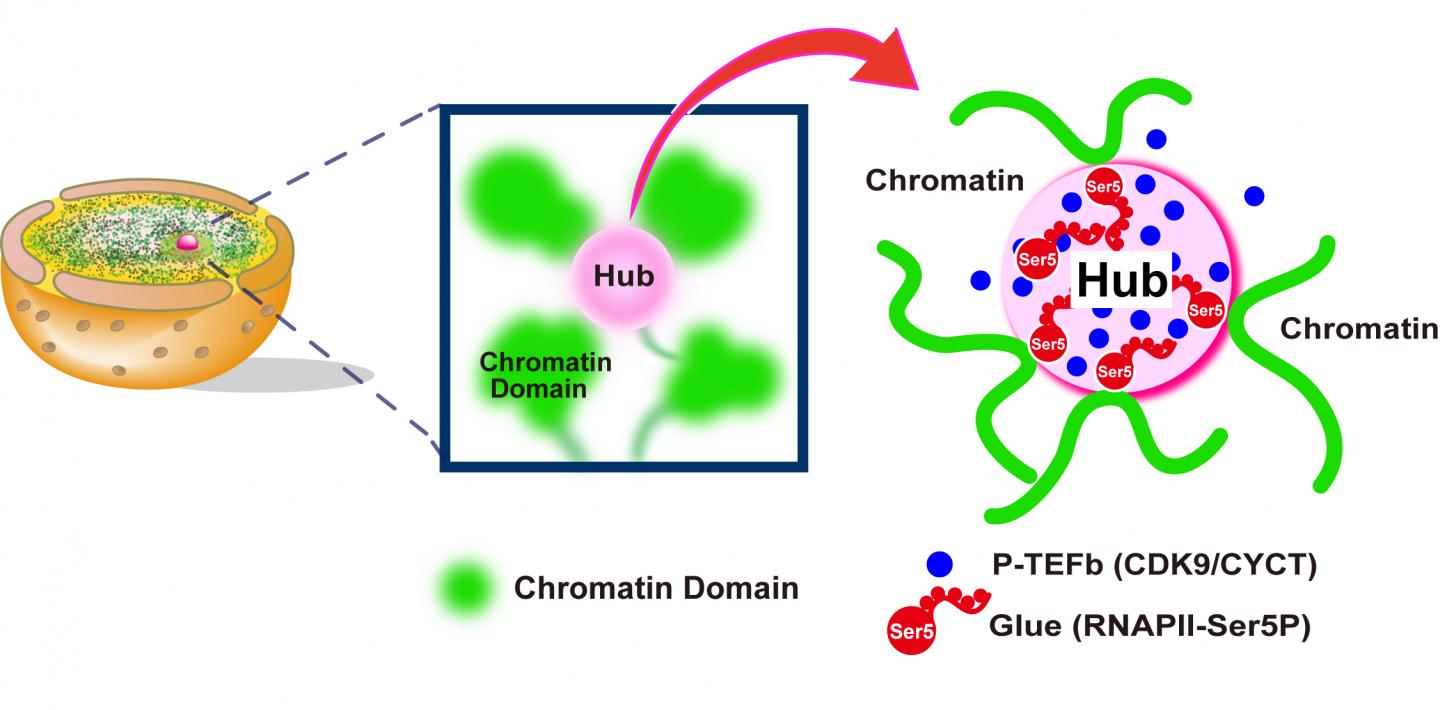 Active RNAPII Restricts Chroma [IMAGE] | EurekAlert! Science News Releases