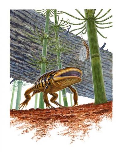 Gerobatrachus hottoni [IMAGE] | EurekAlert! Science News Releases