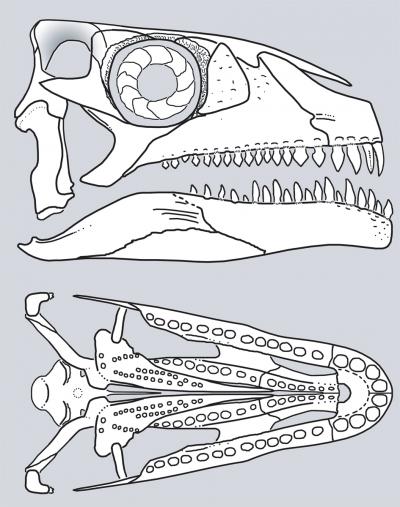 Azendohsaurus [IMAGE] | EurekAlert! Science News Releases