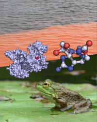 Structure of the STX Complex Reveals a Conver | EurekAlert!