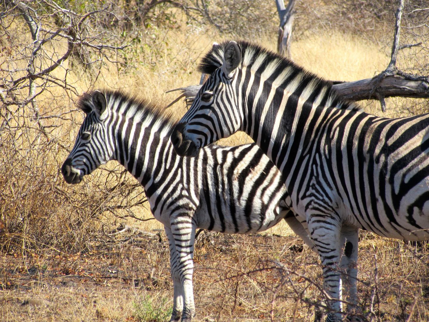 Plains Zebra [IMAGE] | EurekAlert! Science News Releases