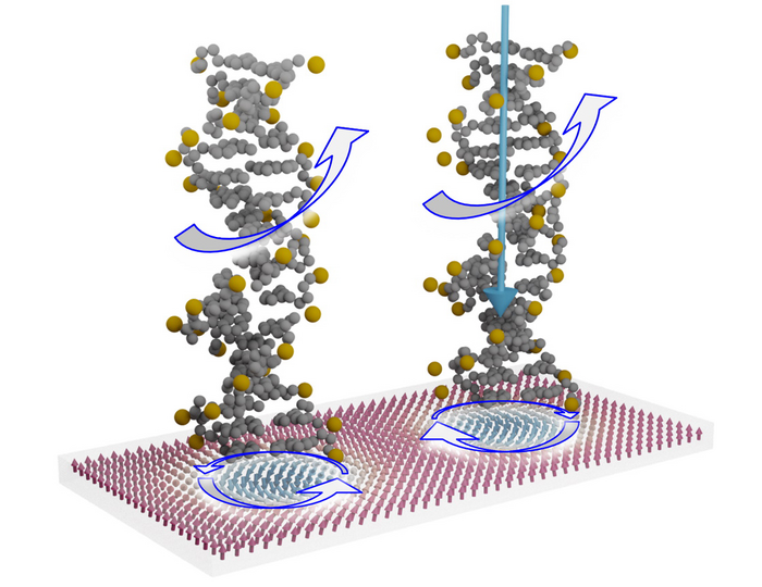 chiral molecules [IMAGE] | EurekAlert! Science News Releases