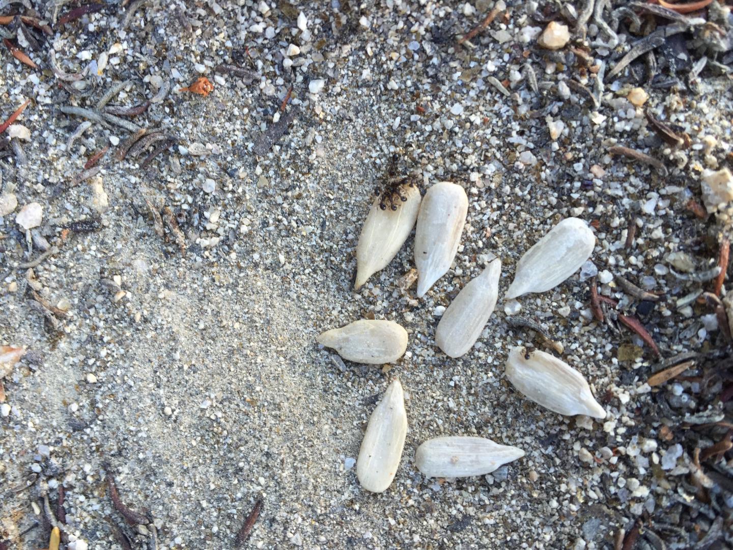 Seed Predation Increases Toward Tropics and L | EurekAlert!