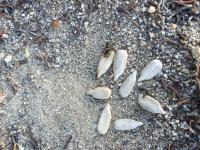 Seed Predation Increases Toward Tropics and L | EurekAlert!