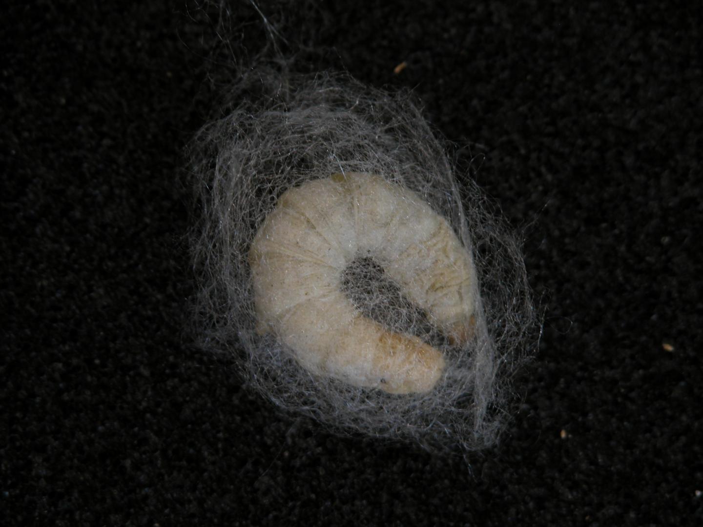 Silkworm Cocoon [IMAGE] | EurekAlert! Science News Releases