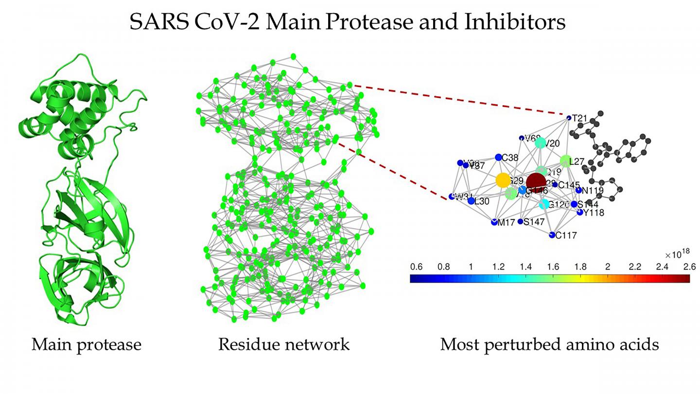 Schematic: SARS CoV-2 and SARS [IMAGE] | EurekAlert! Science News Releases