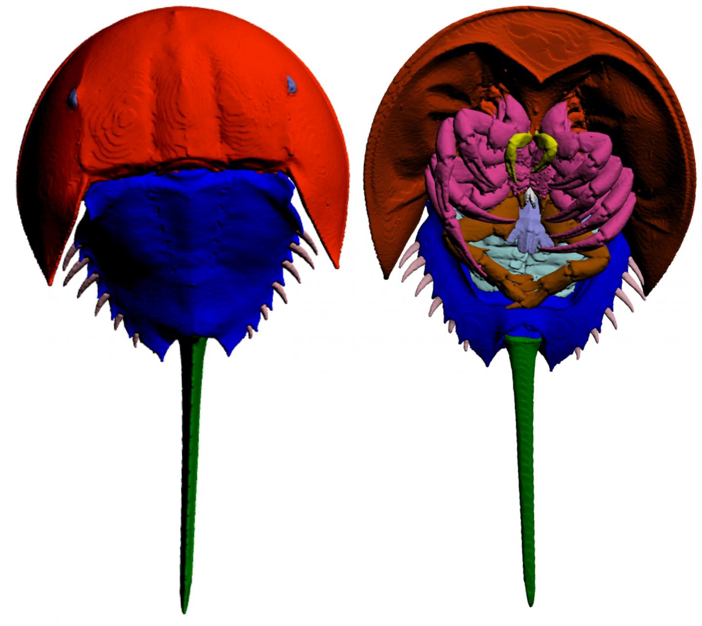 CT scans reveal new muscles in horseshoe crab | EurekAlert!