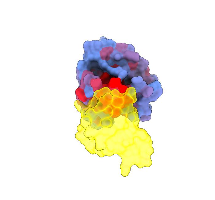Human protein KRAS [IMAGE] | EurekAlert! Science News Releases