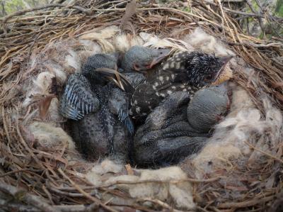 Crows, Cuckoos and the Occasio [IMAGE] | EurekAlert! Science News Releases