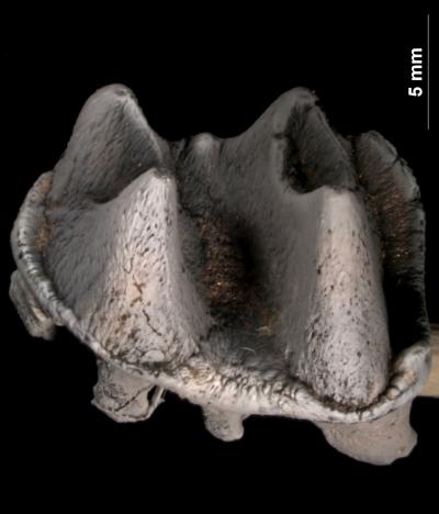 First Lower Molar of the New G [IMAGE] | EurekAlert! Science News Releases