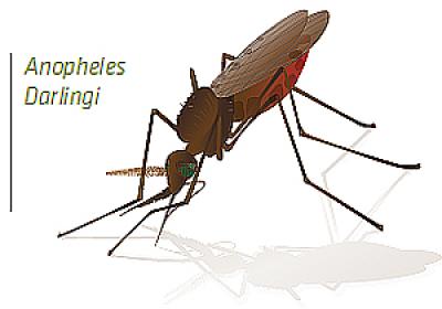 Anopheles darlingi [IMAGE] | EurekAlert! Science News Releases