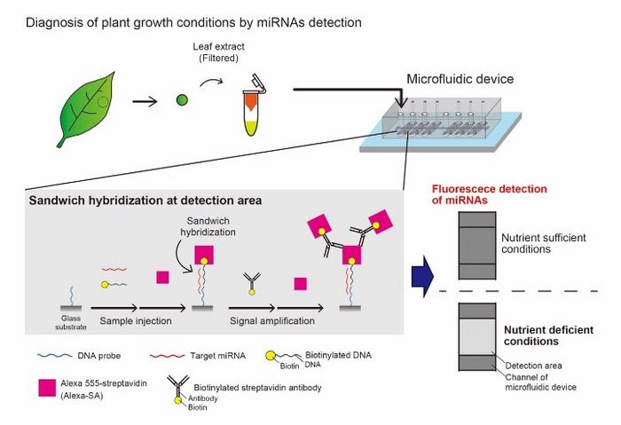 Fig. 1. [IMAGE] | EurekAlert! Science News Releases