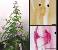 When plants attack: parasitic plants use ethy | EurekAlert!