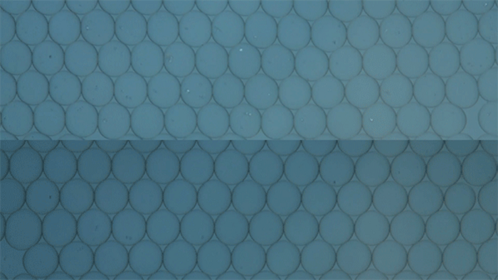 Protein crystallization [IMAGE] | EurekAlert! Science News Releases