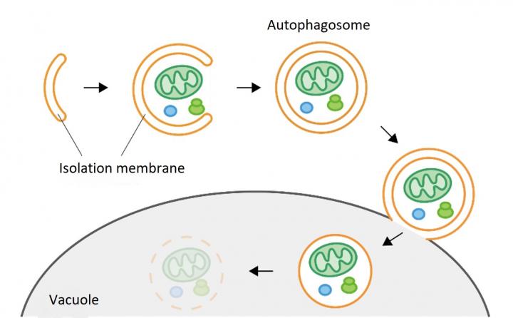 The role of the Atg2 protein in tethering pre | EurekAlert!