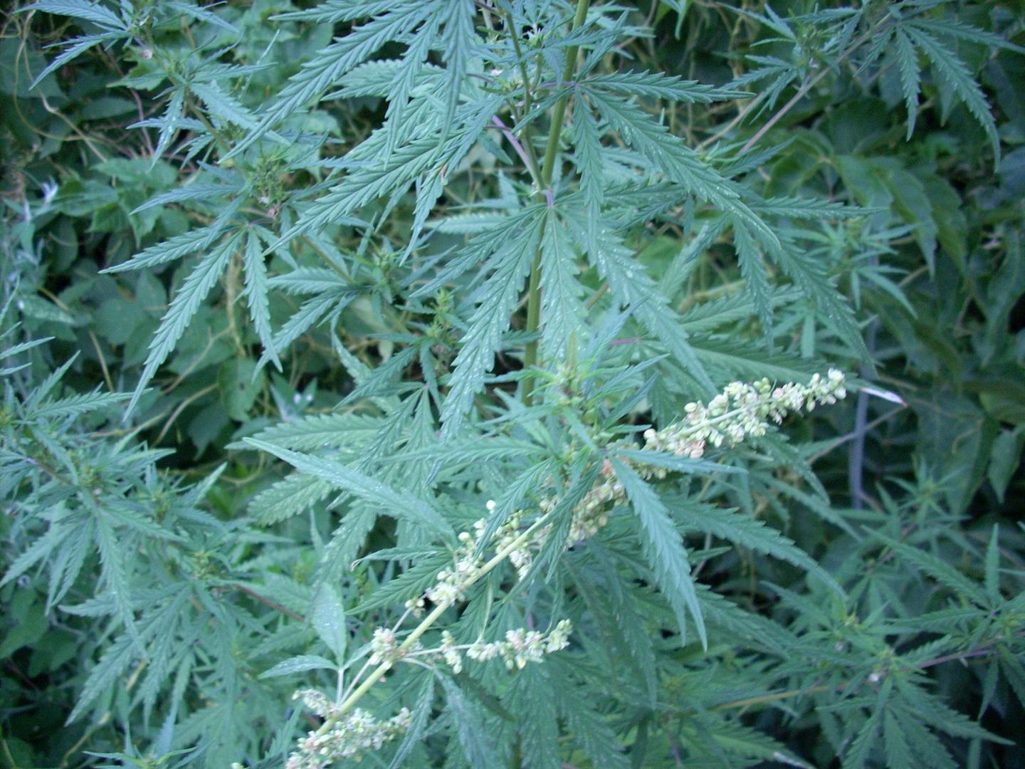Wild Cannabis [IMAGE] | EurekAlert! Science News Releases