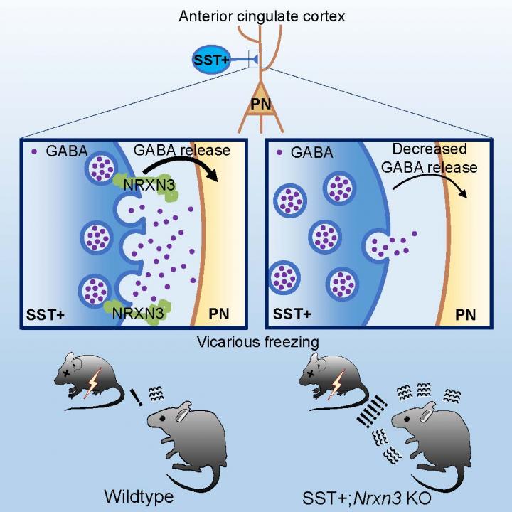 Figure 3: Schematic Representa [IMAGE] | EurekAlert! Science News Releases