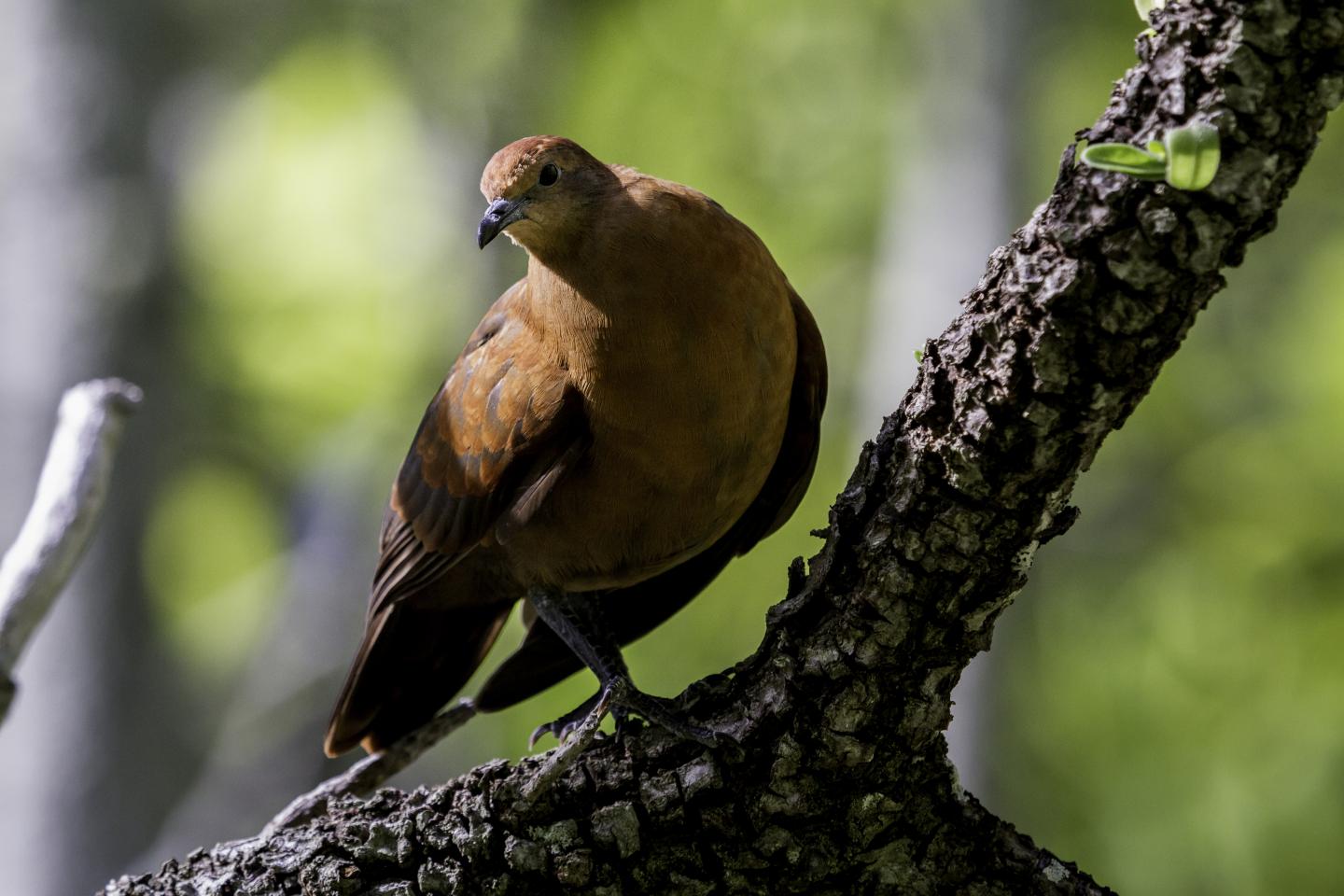 Invasive Species Jeopardize Al [IMAGE] | EurekAlert! Science News Releases