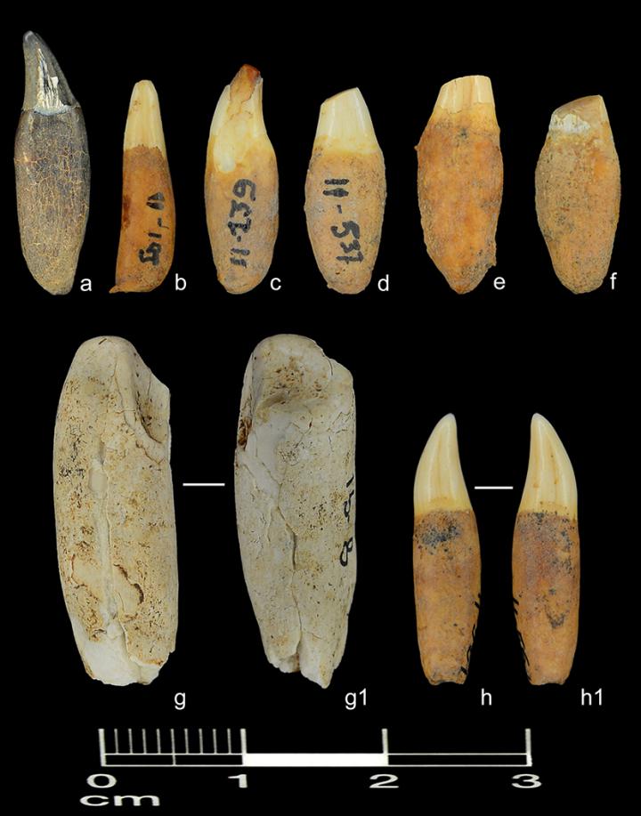 Dolphin Teeth [IMAGE] | EurekAlert! Science News Releases