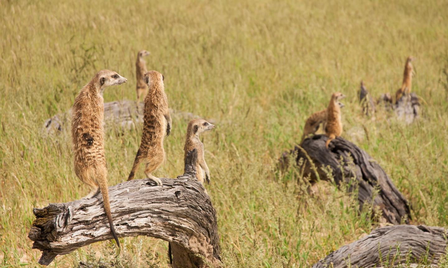 Meerkat Sentinels [IMAGE] | EurekAlert! Science News Releases