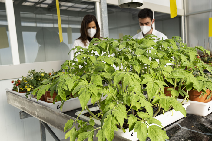 Researchers working with tomat [IMAGE] | EurekAlert! Science News Releases