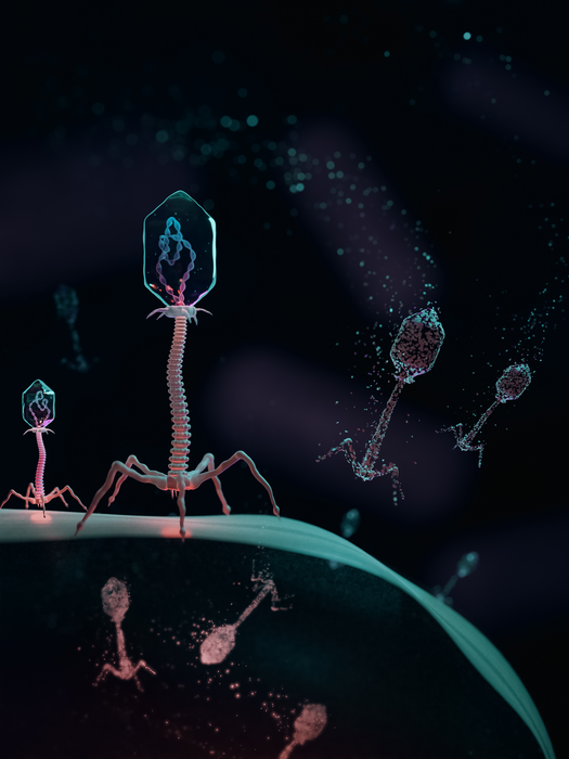 Phages infect a bacterial cell [IMAGE] | EurekAlert! Science News Releases