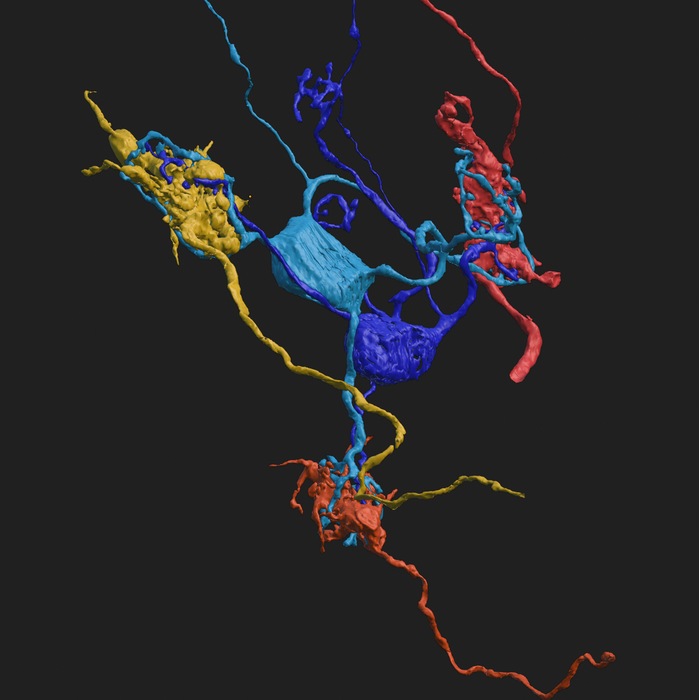 Granule cells and mossy fibers [IMAGE] | EurekAlert! Science News Releases