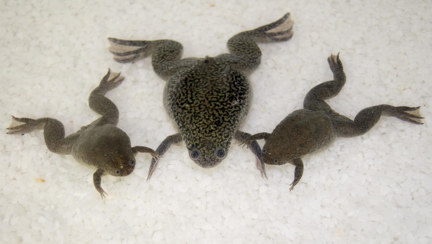 Xenopus Frogs [IMAGE] | EurekAlert! Science News Releases