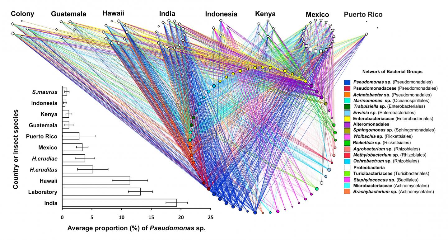 Bacterial Groups [IMAGE] | EurekAlert! Science News Releases