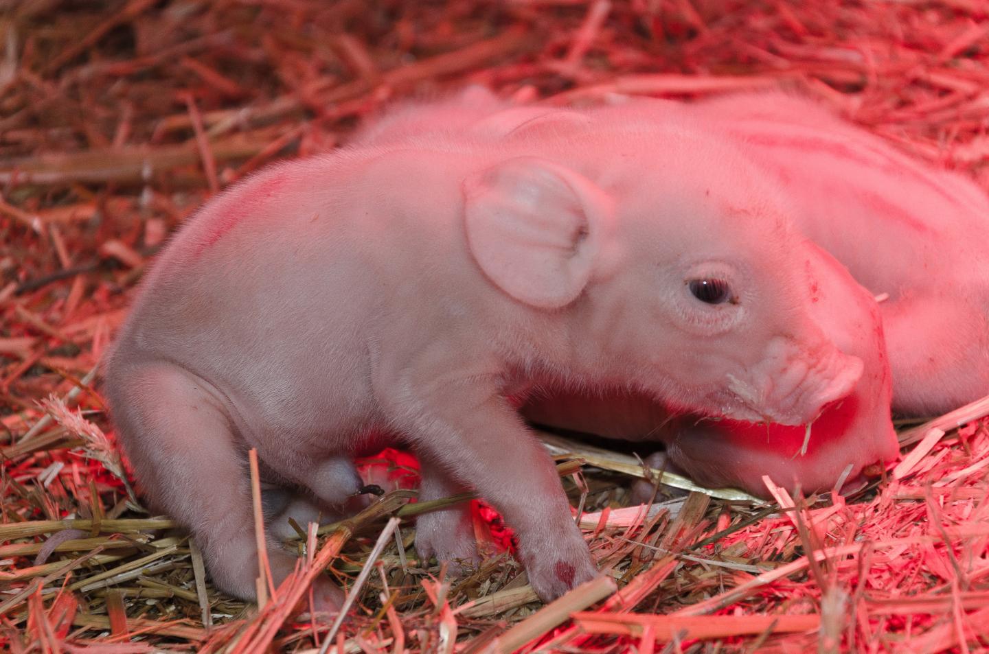 Diagnostic breakthrough: 'Shaking piglets' at | EurekAlert!