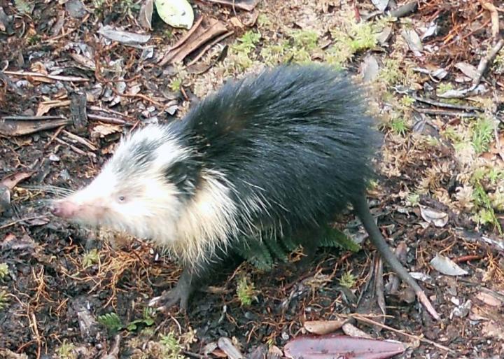 Cuban Wildlife Animals