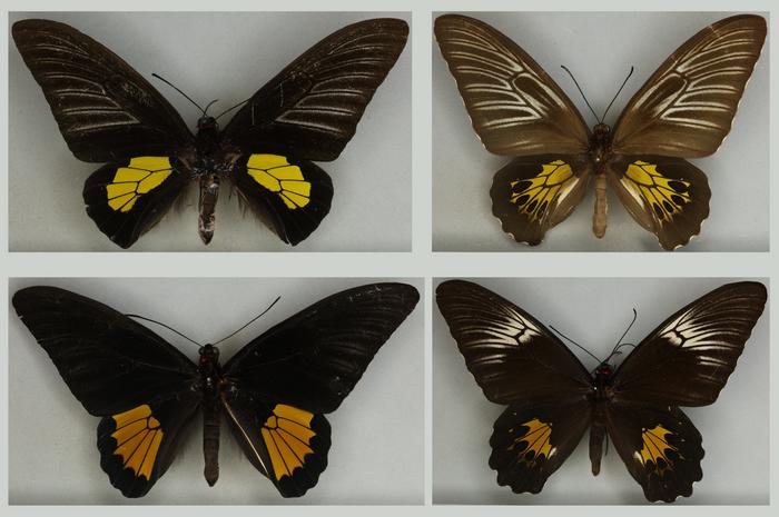 Haliphron birdwing butterflies [IMAGE] | EurekAlert! Science News Releases