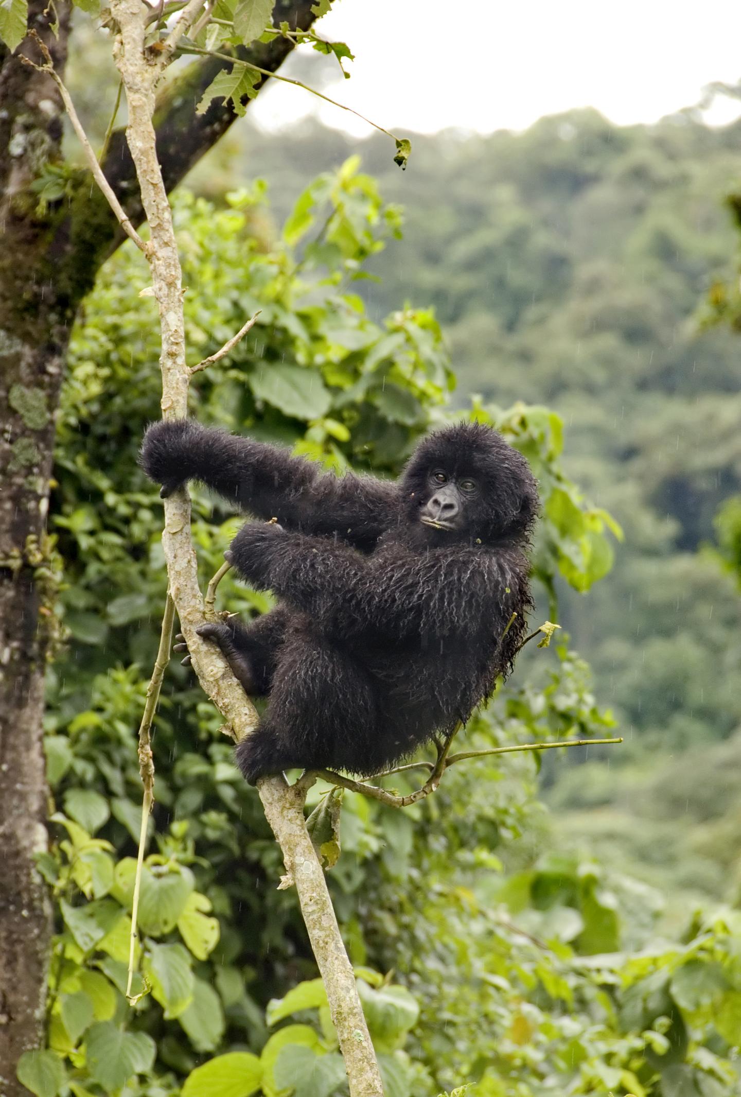 Human-driven Extinction of World's Primates I | EurekAlert!