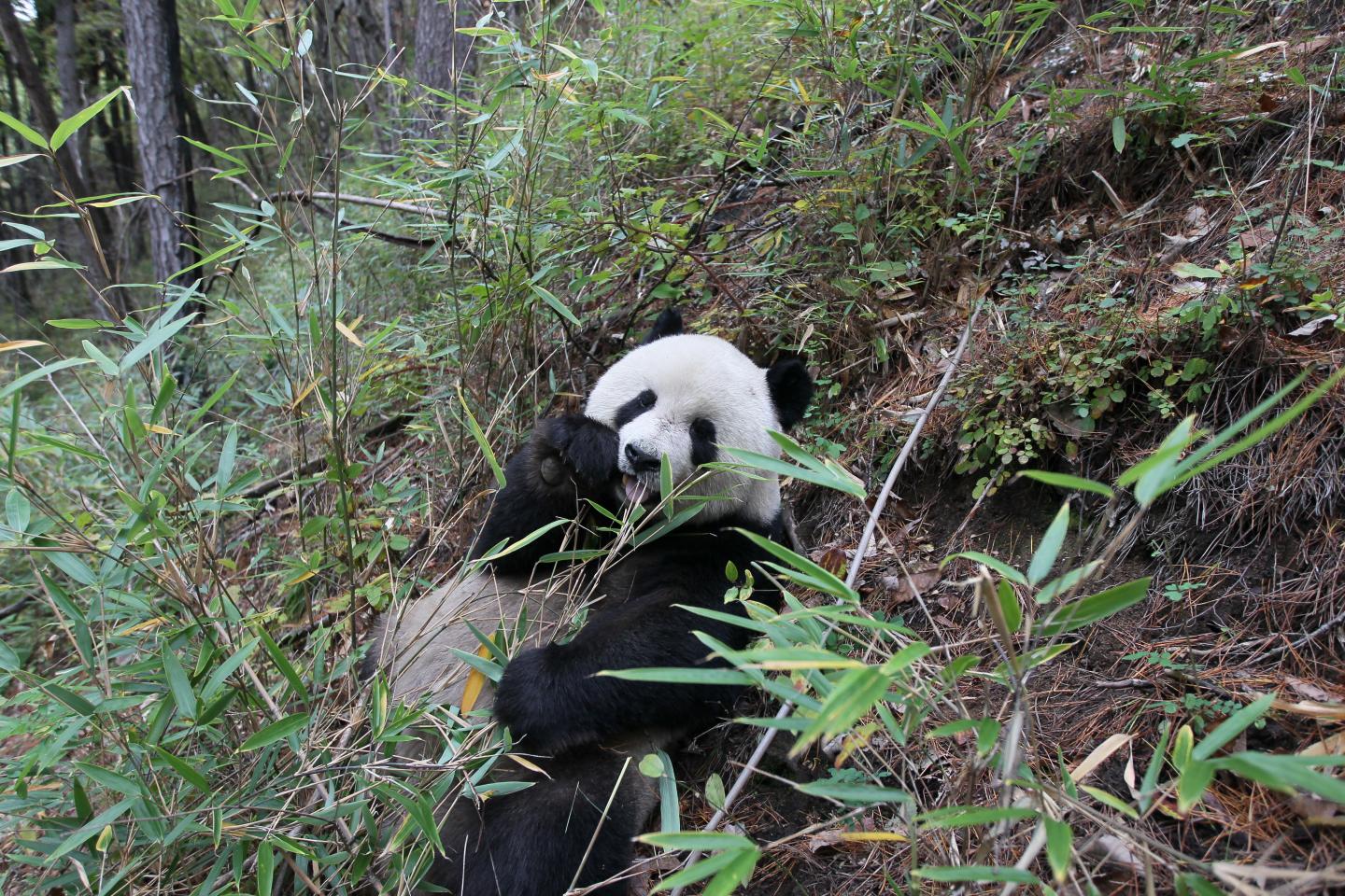 What's giant panda conservation worth? Billio | EurekAlert!