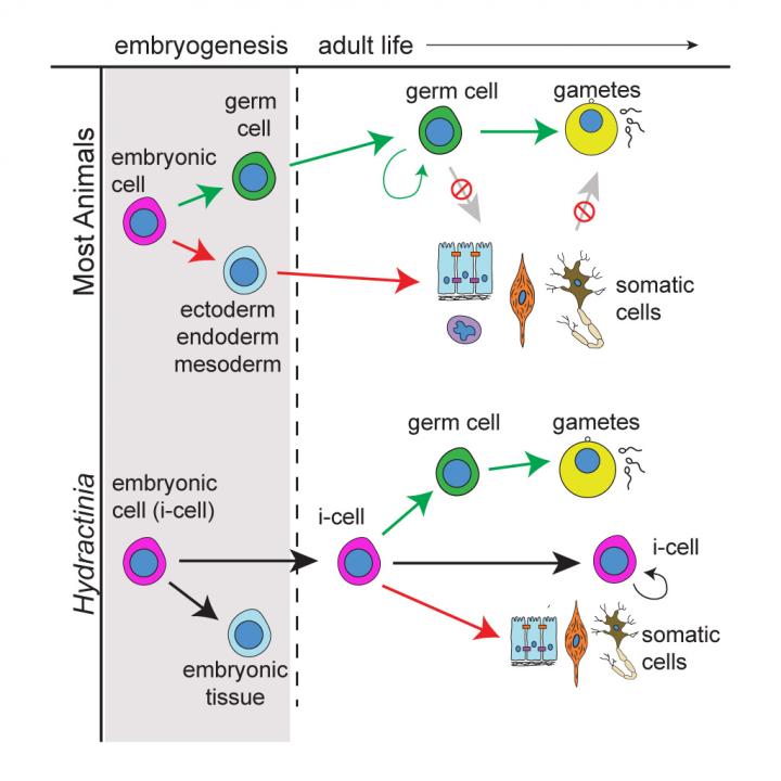 Embryogenesis and development [IMAGE] | EurekAlert! Science News Releases