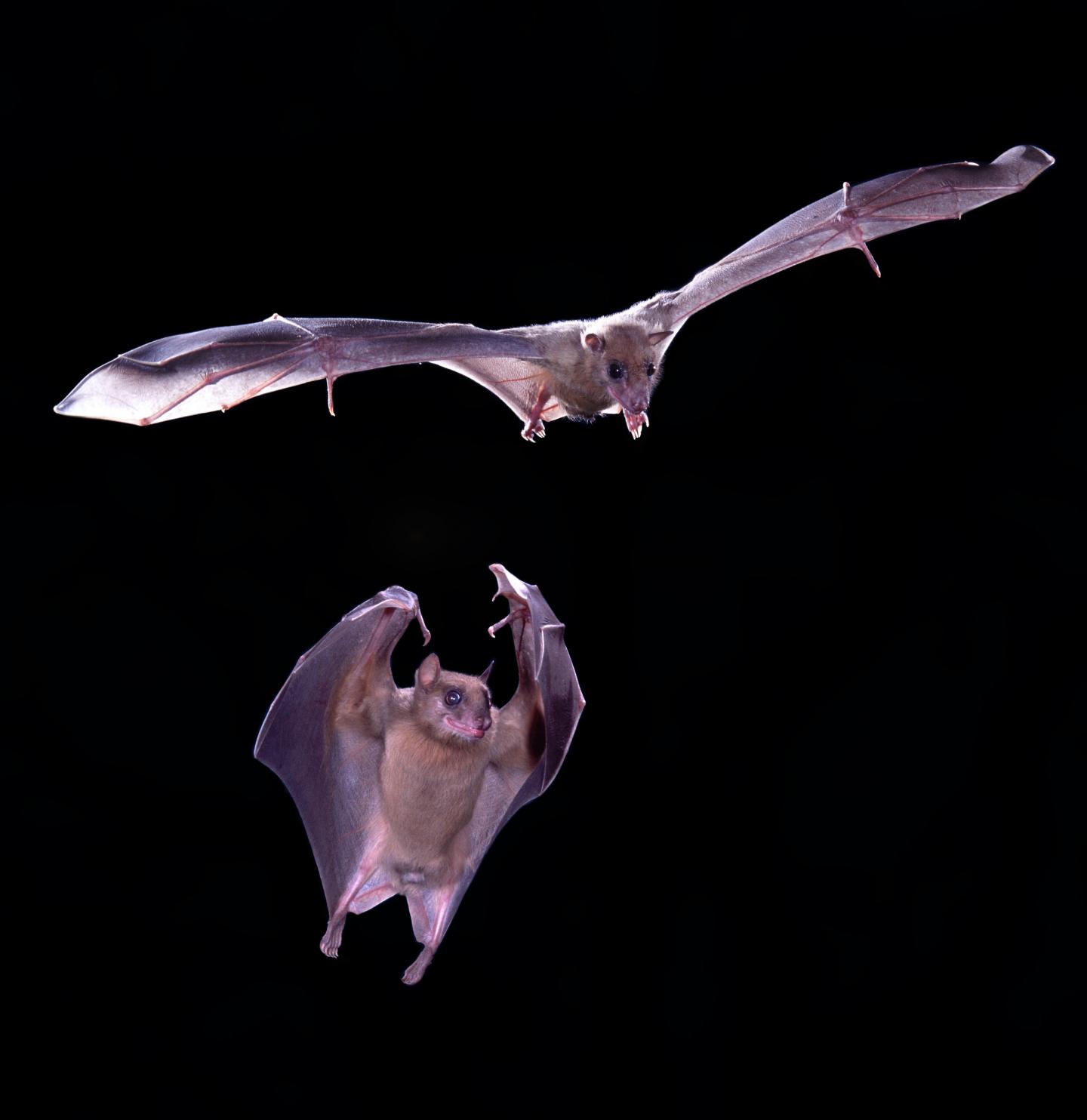 How the Animal Brain Deciphers the Locations | EurekAlert!