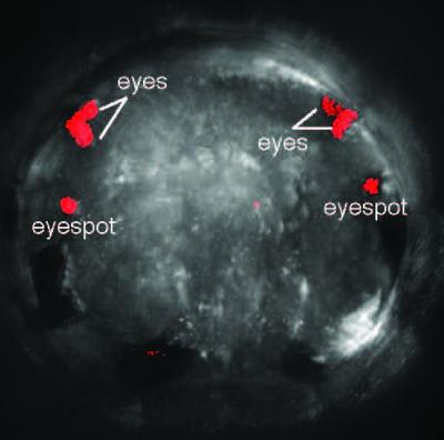 Bristle Worm Photoreceptor Cel [IMAGE] | EurekAlert! Science News Releases