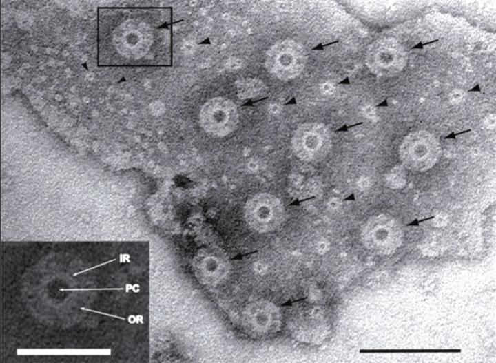 Planctomycete Bacterium's Inte [IMAGE] | EurekAlert! Science News Releases