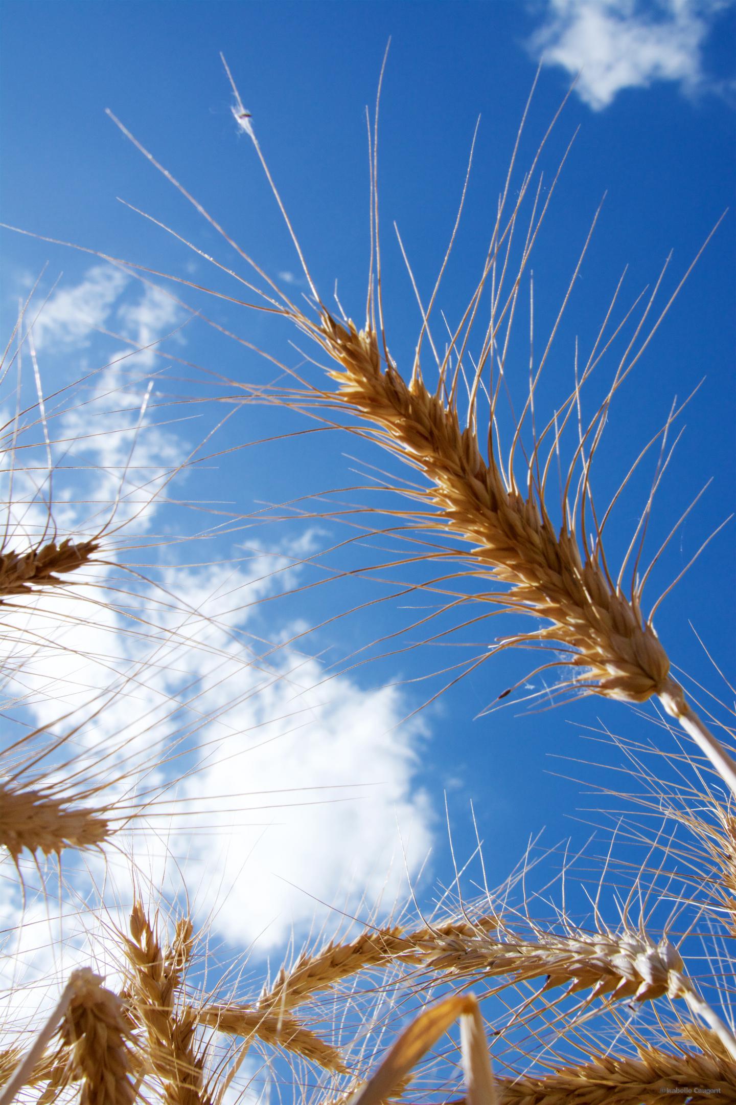 Presenting the First Fully Annotated Referenc | EurekAlert!