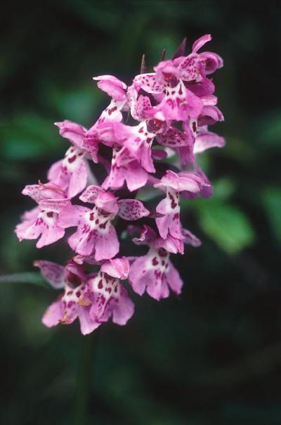 Flora of China [IMAGE] | EurekAlert! Science News Releases