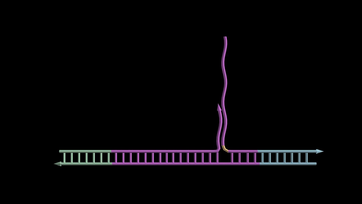Harvard's Wyss Institute launches Torus Biosy | EurekAlert!