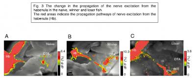 Nerve Excitation [IMAGE] | EurekAlert! Science News Releases