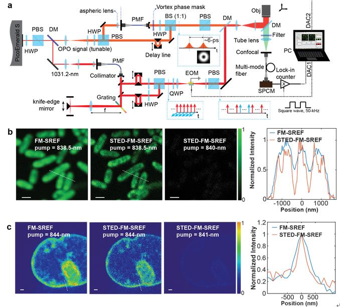 Figure 3| STED-FM-SREF microsc [IMAGE] | EurekAlert! Science News Releases