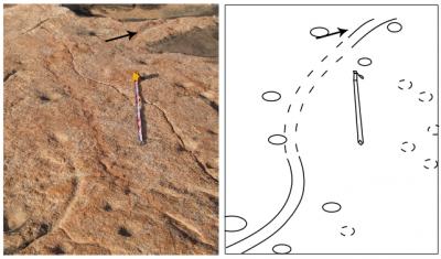 Dinosaur Footprints and Tail-drag Marks | EurekAlert!