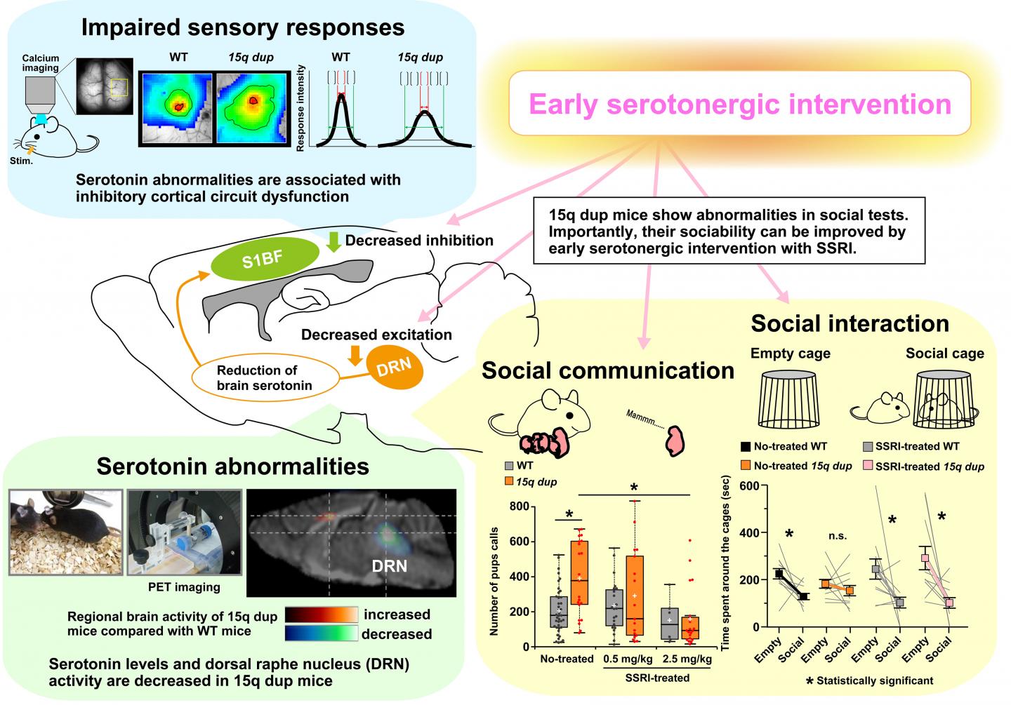 Serotonin Alleviates Autism Symptoms in Mice | EurekAlert!