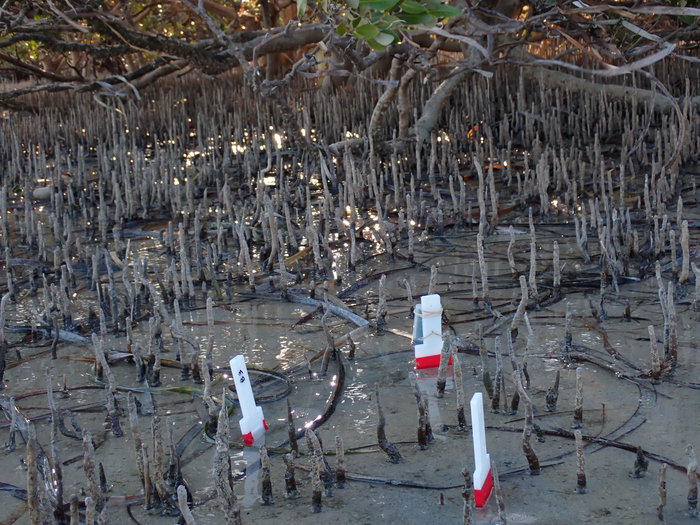 Mangroves: Environmental guardians of our coa | EurekAlert!