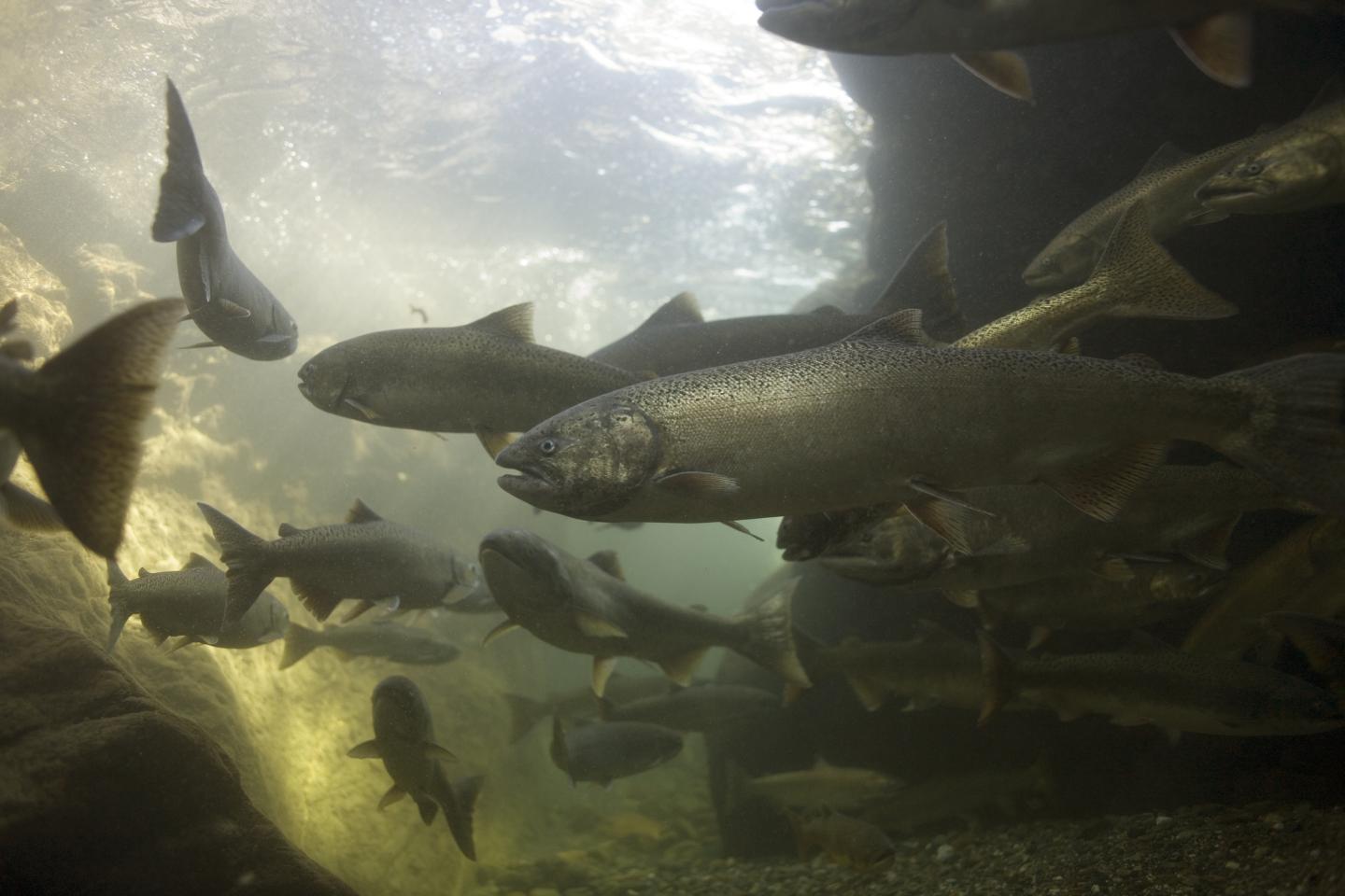 Spring Chinook 2 [IMAGE] | EurekAlert! Science News Releases